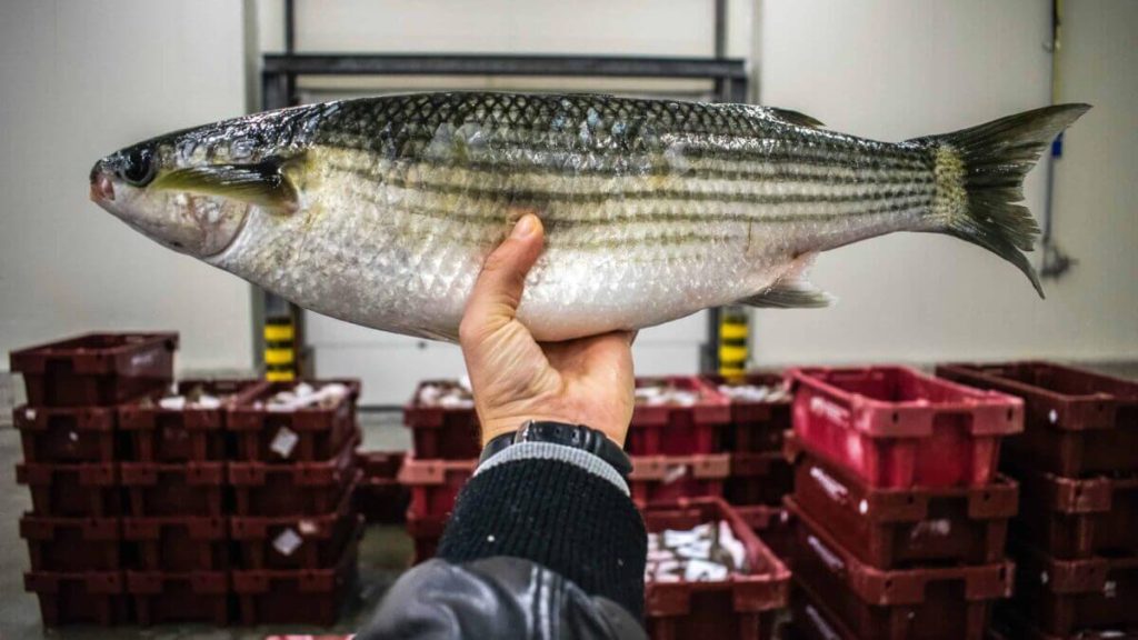 Growing Demand for Seafood & Fishery Sector - MIFB